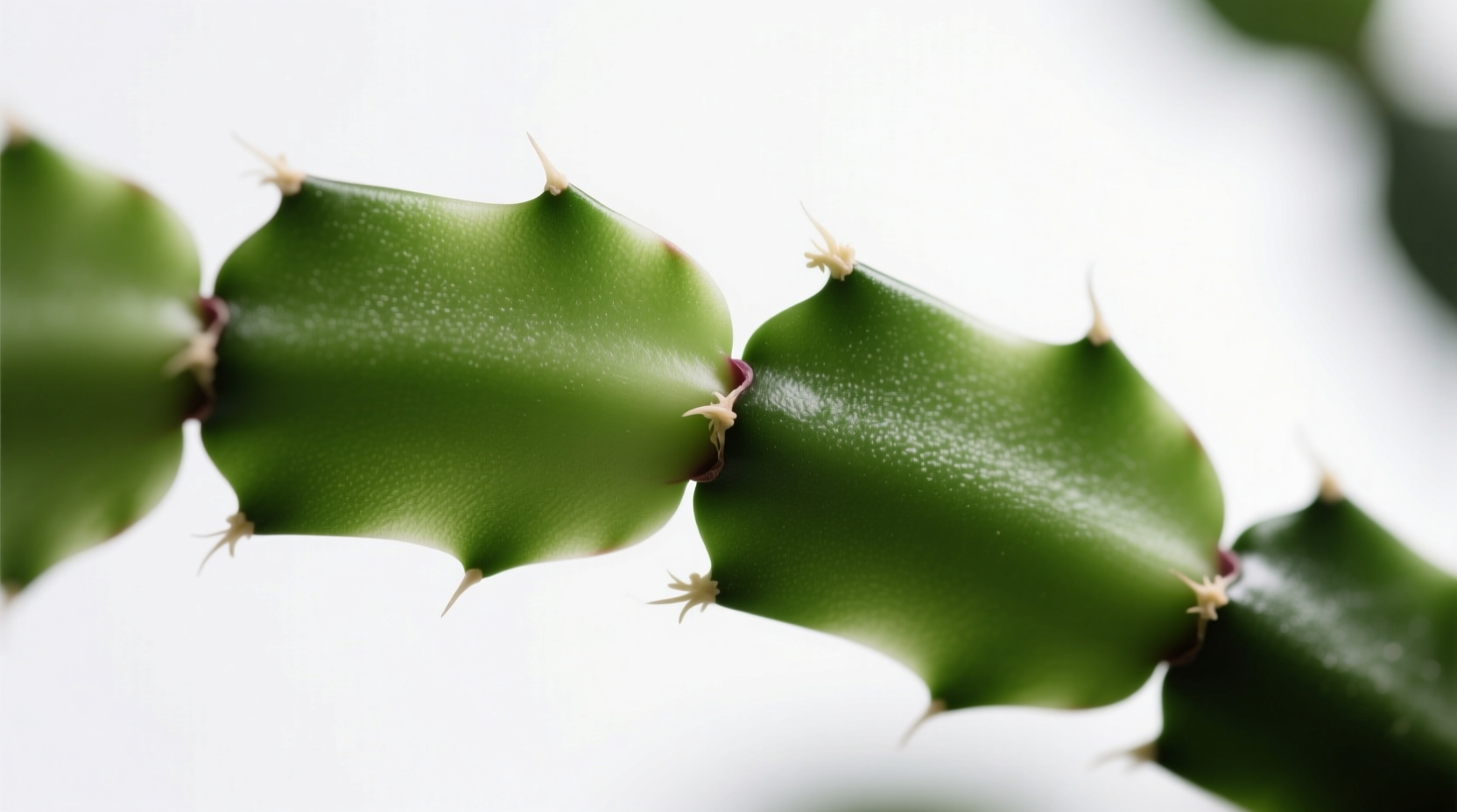 Pruning Christmas Cactus: When It Helps and When It Hurts
