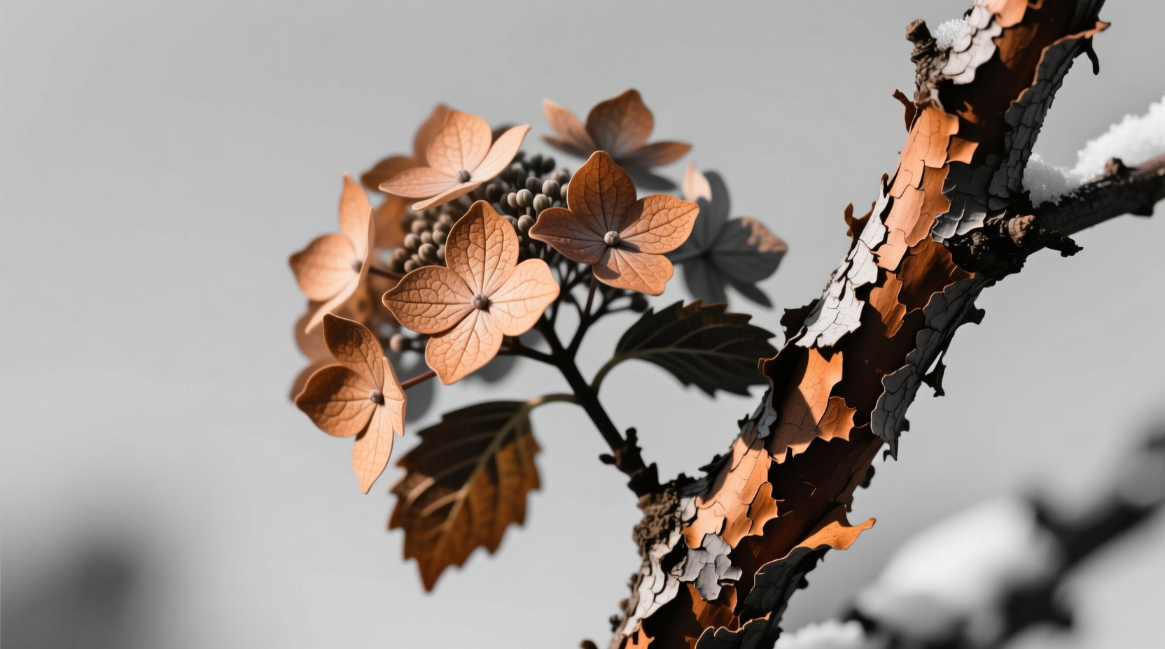 Oakleaf Hydrangea Care: Why Spring Pruning Kills Blooms