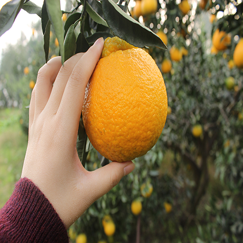 White powder pesticide Spinosad / Spinetoram 99% price / Spinosyn Cas ...