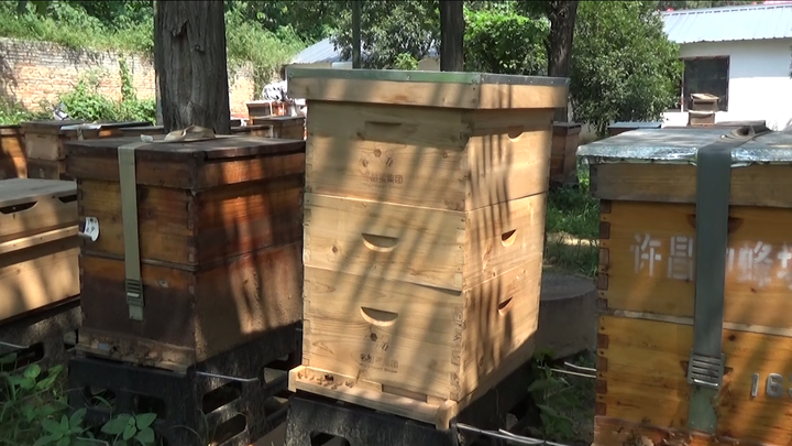 Langstroth Bee Hive Kit - Premium Beekeeping Equipment
