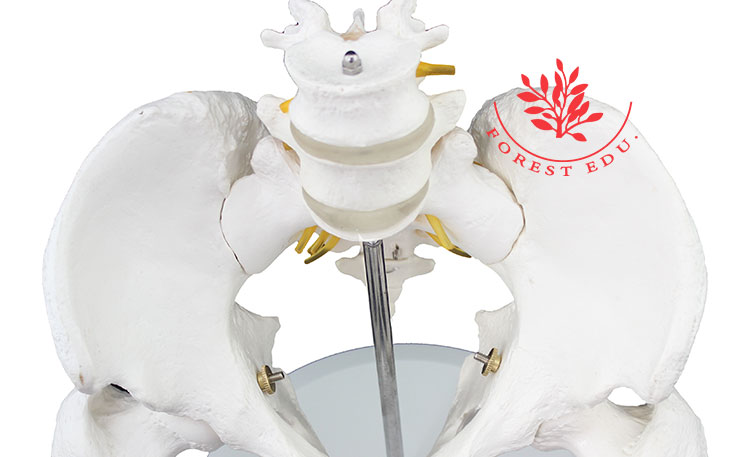 Female Pelvic Model - Anatomical Teaching Aid for Medical