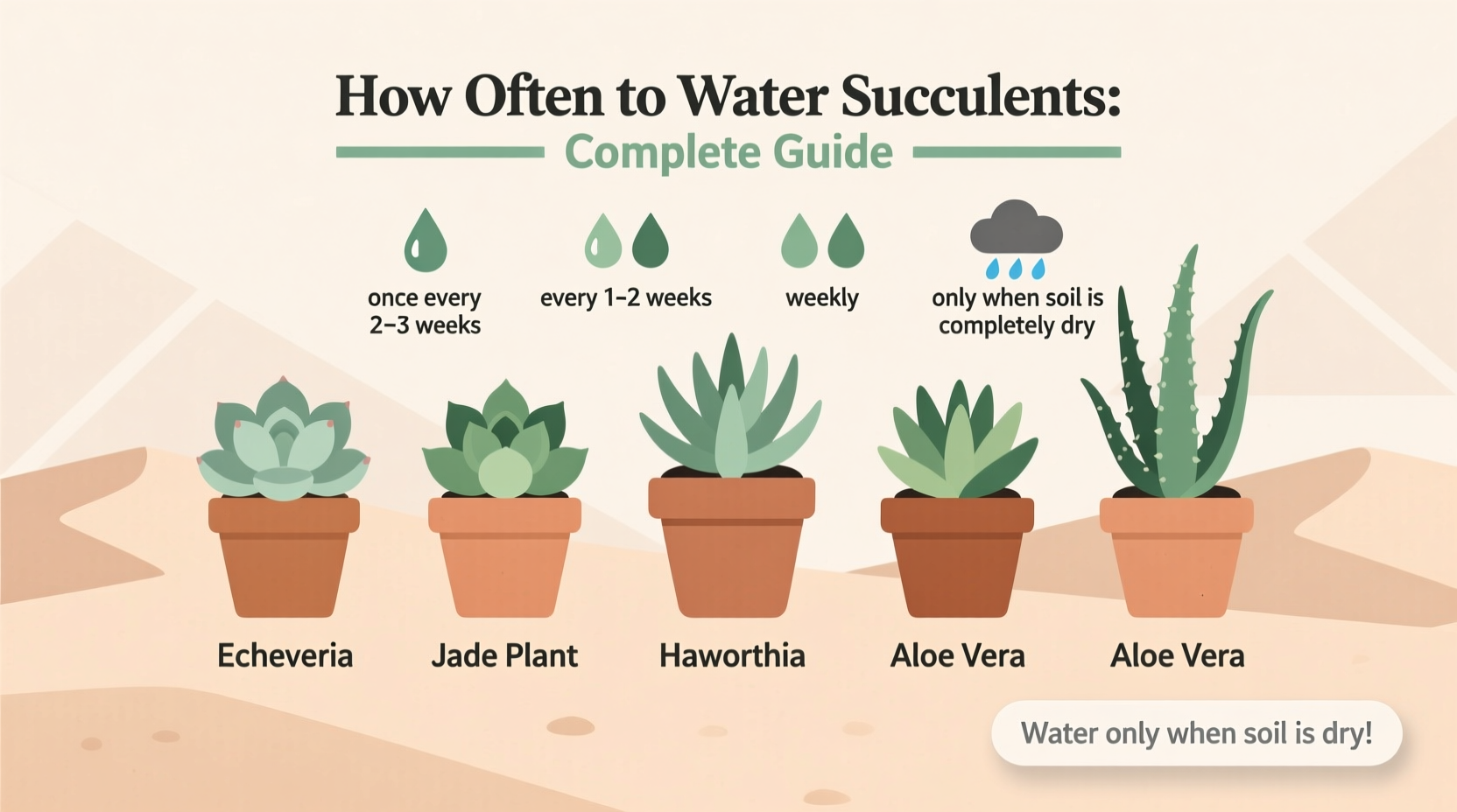 How Often to Water Succulents: Complete Guide