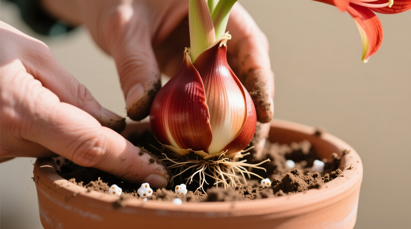 Planting Amaryllis Bulbs Step By Step Guide For Reliable Blooms