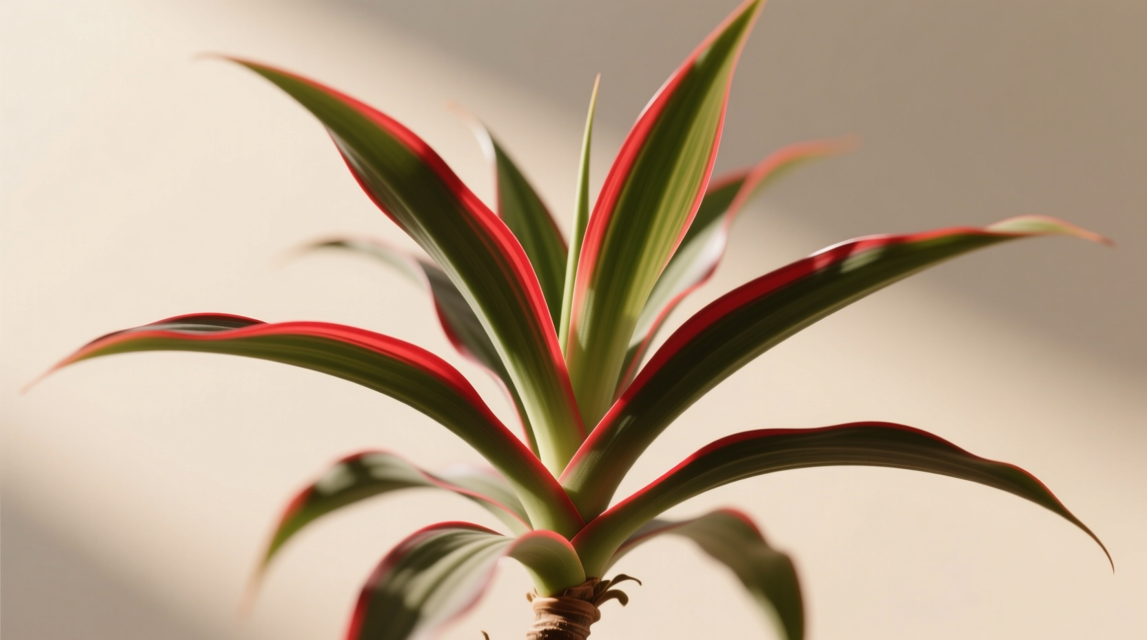 Dragon Tree Plant Care: Essential Guide for Healthy Growth