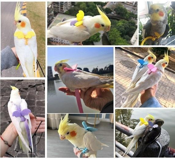 How to Train a Bird to Talk: Step-by-Step Guide