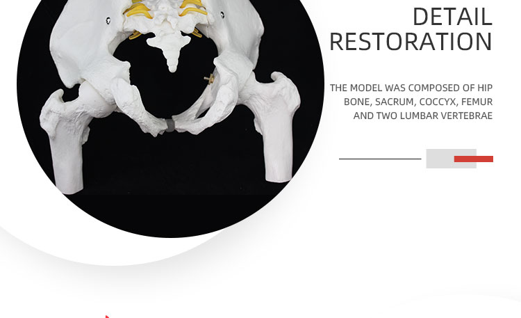 Female Pelvic Model - Anatomical Teaching Aid for Medical