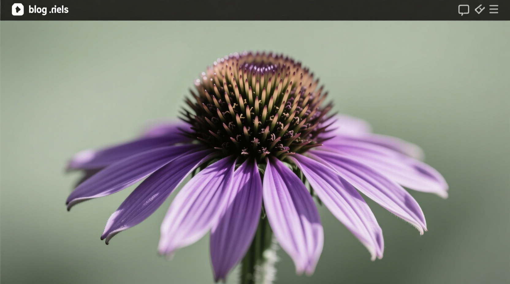Echinacea Plant Care Guide: Growing Healthy Coneflowers