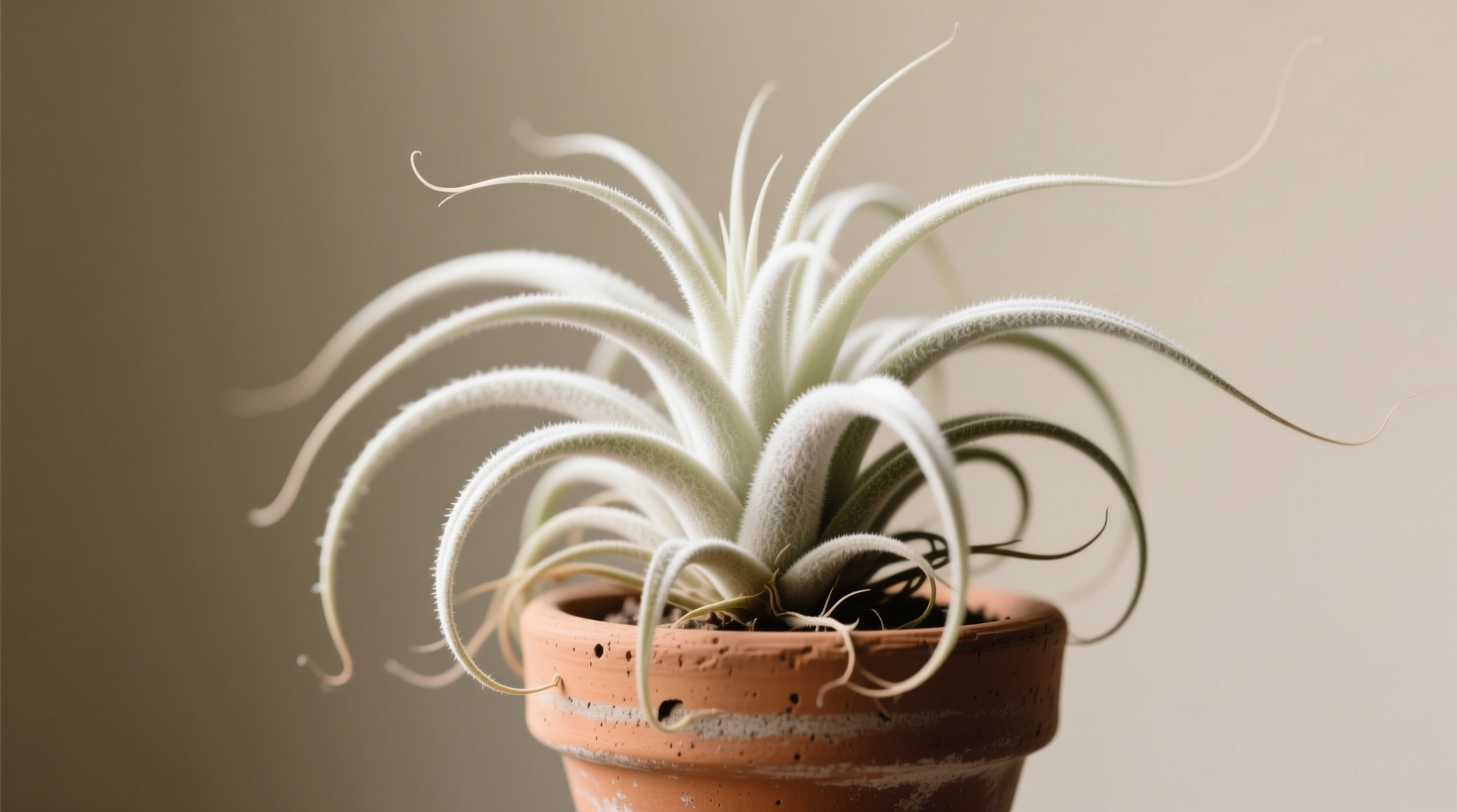 Air Plant Varieties: Mesic vs Xeric Care Guide