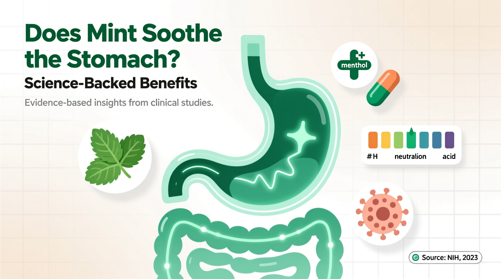 Does Mint Soothe the Stomach? Science-Backed Benefits