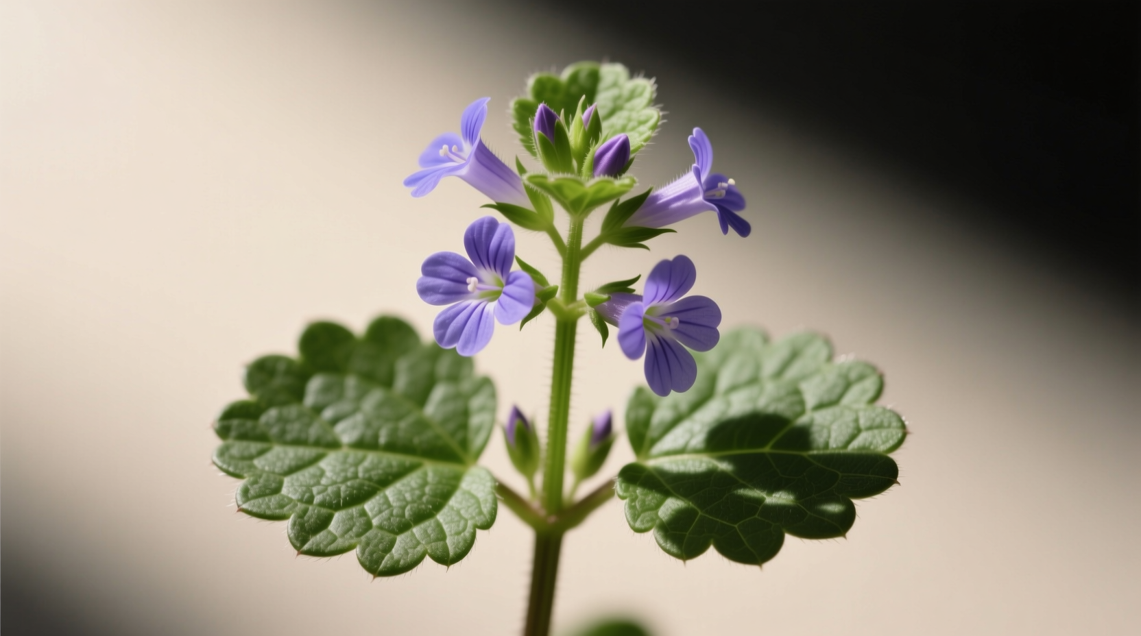 Creeping Charlie Houseplant? Why It's an Invasive Weed Trap