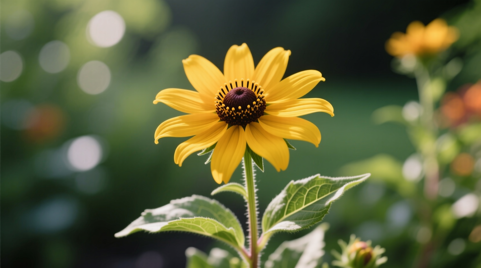 Sneezeweed Plant Care: Growing Helenium for Fall Blooms