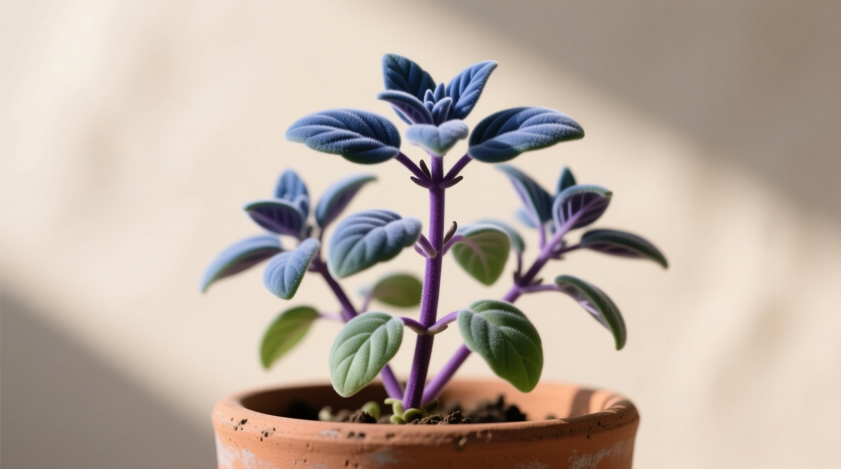African Blue Basil Plant Care: Essential Growing Guide