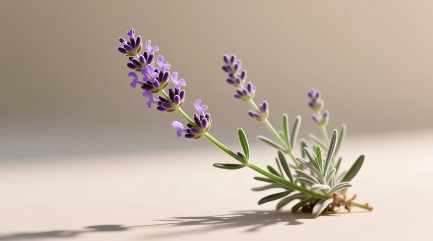 Lavender and Cats: Toxicity Facts & Safe Alternatives