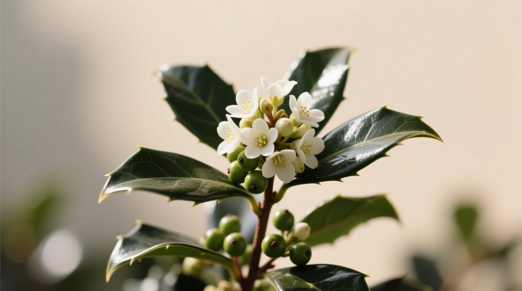 Skimmia Plant Care Guide: Growing & Maintenance Tips