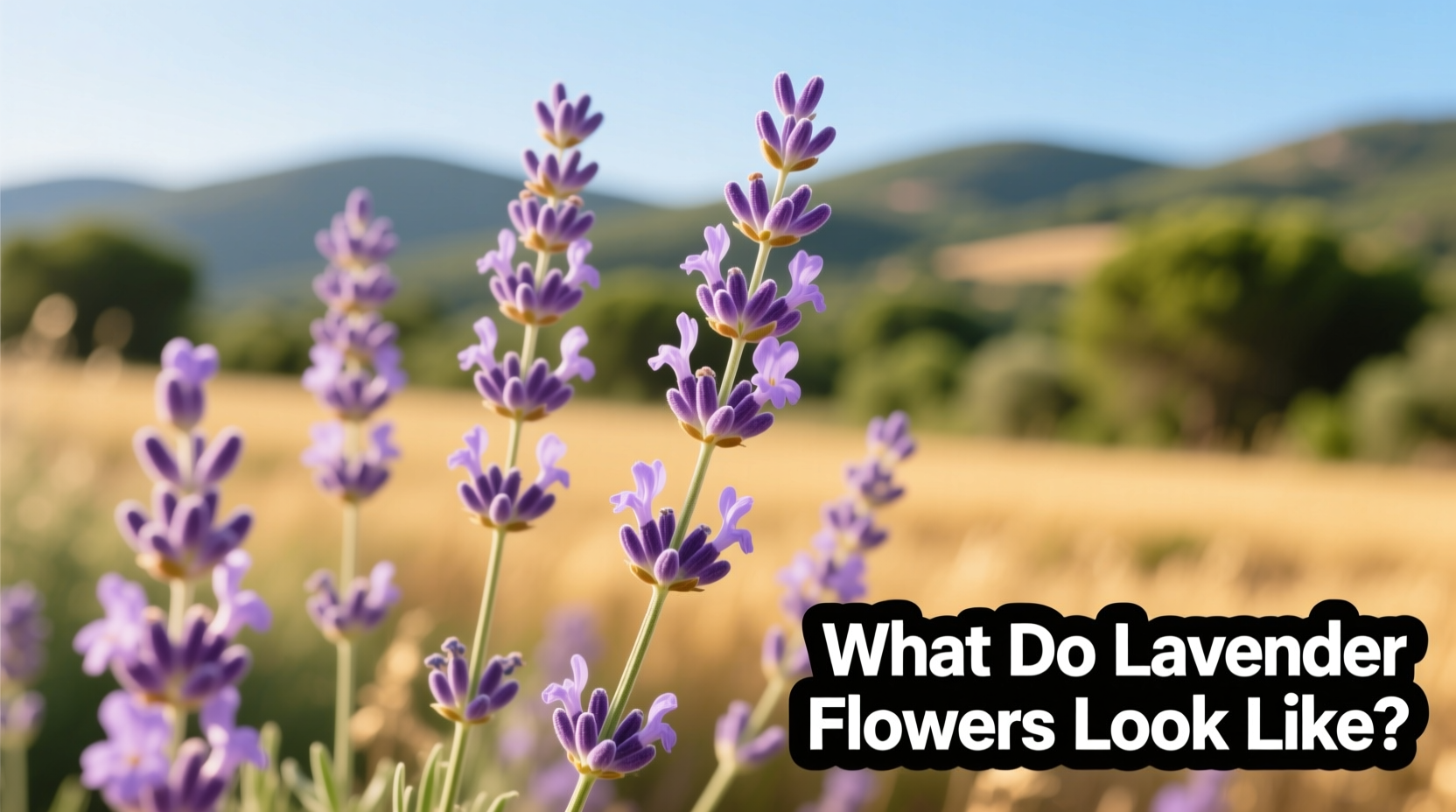 What Do Lavender Flowers Look Like?