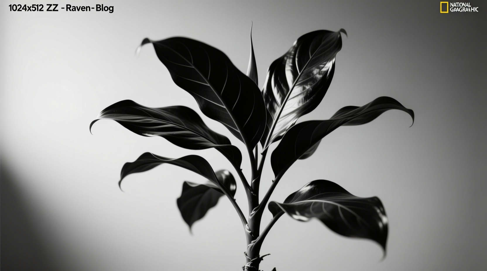 Raven ZZ Plant Care: Watering Truths & Patent Facts