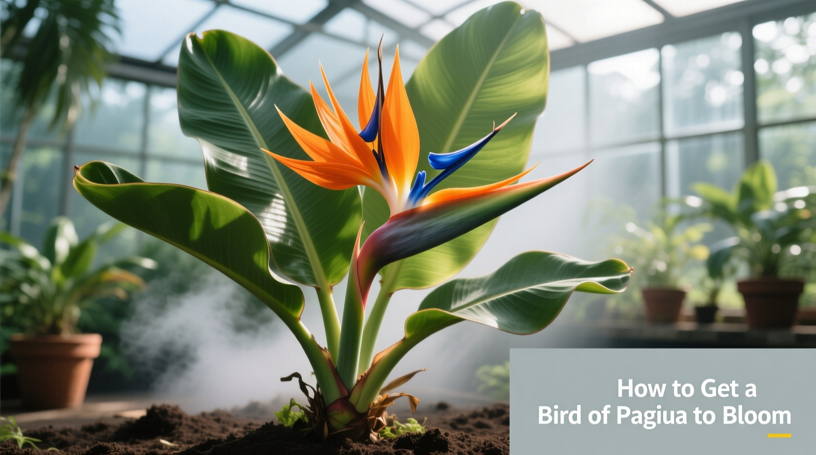 How to Get a Bird of Paradise to Bloom