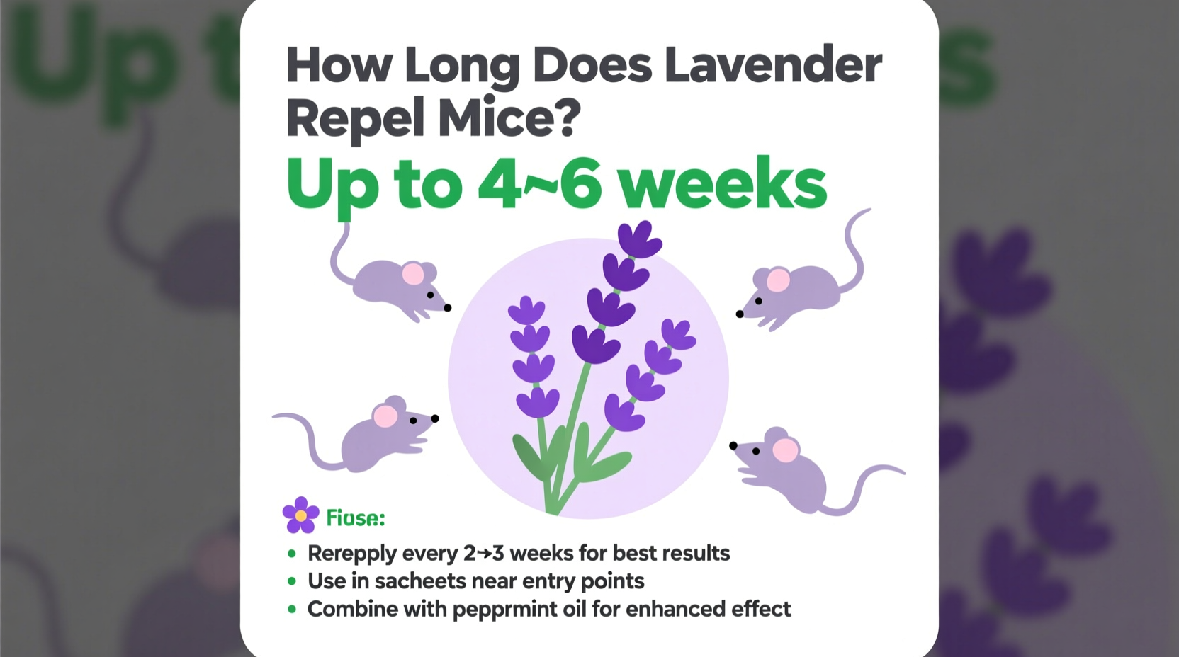 How Long Does Lavender Repel Mice? Duration & Tips