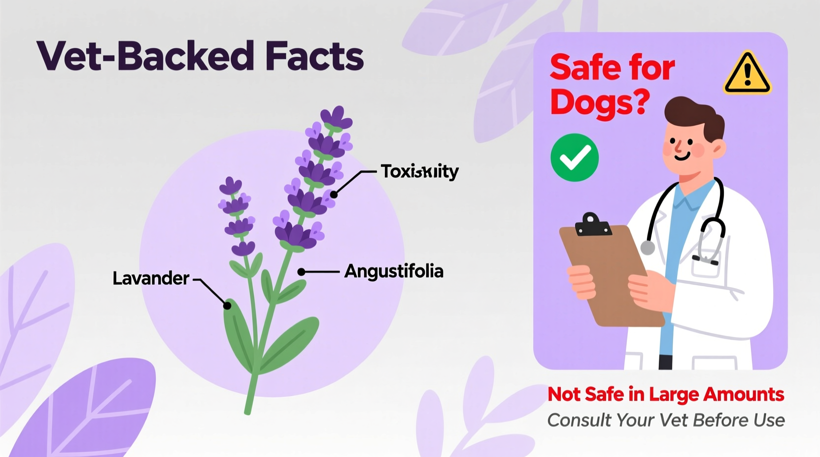 Is Lavender Spray Safe for Dogs? Vet-Backed Facts