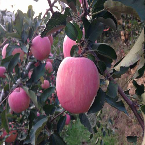 White powder pesticide Spinosad / Spinetoram 99% price / Spinosyn Cas ...