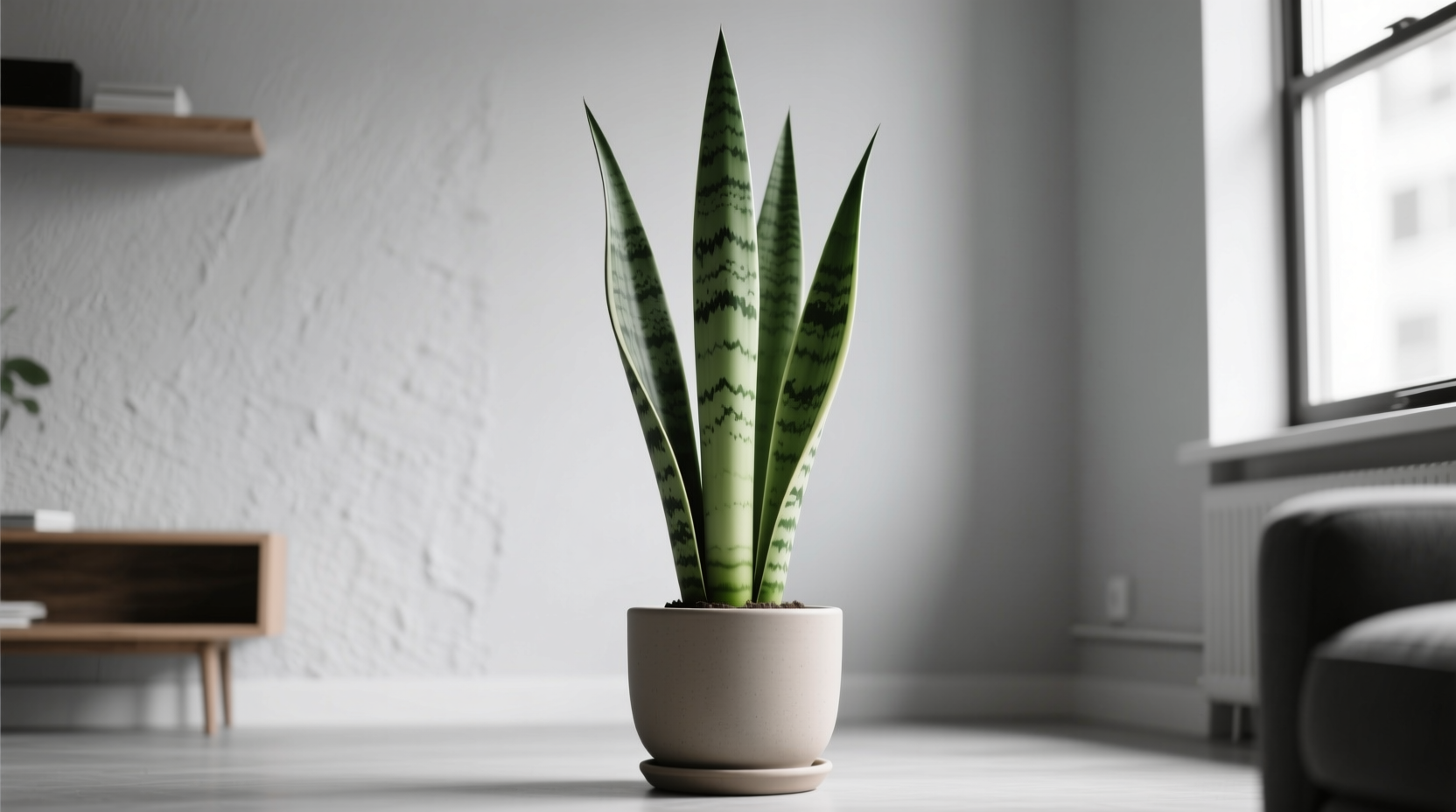 Cylindrical Snake Plant Care: Urban Indoor Growing Guide