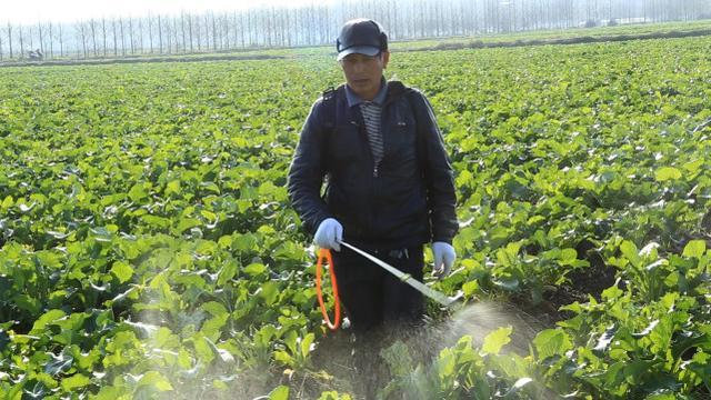 China Supplier Agriculture Fungicide Organic 80%WDG 50%WP Fluazinam ...