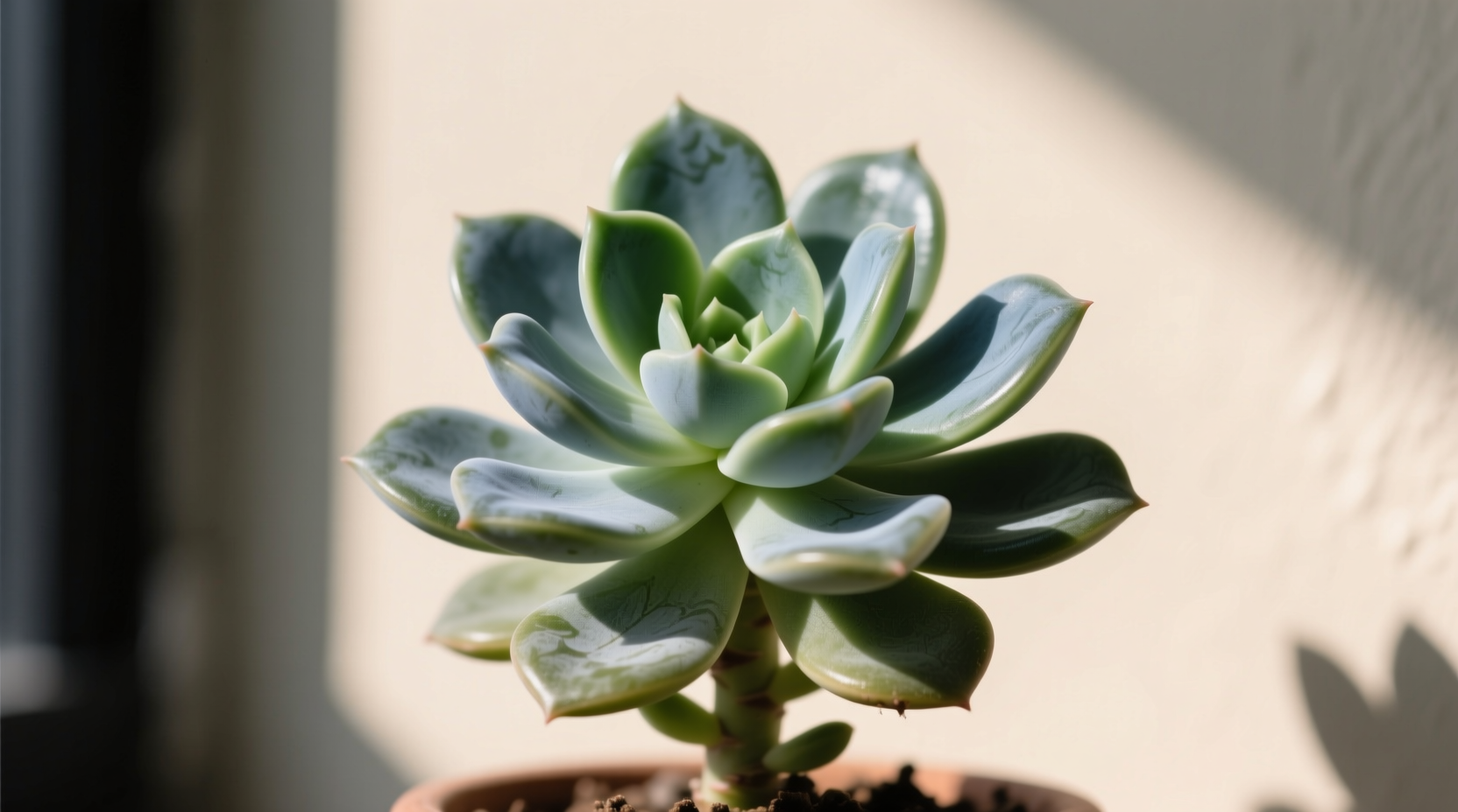 Flapjack Plant Care: Essential Guide for Beginners