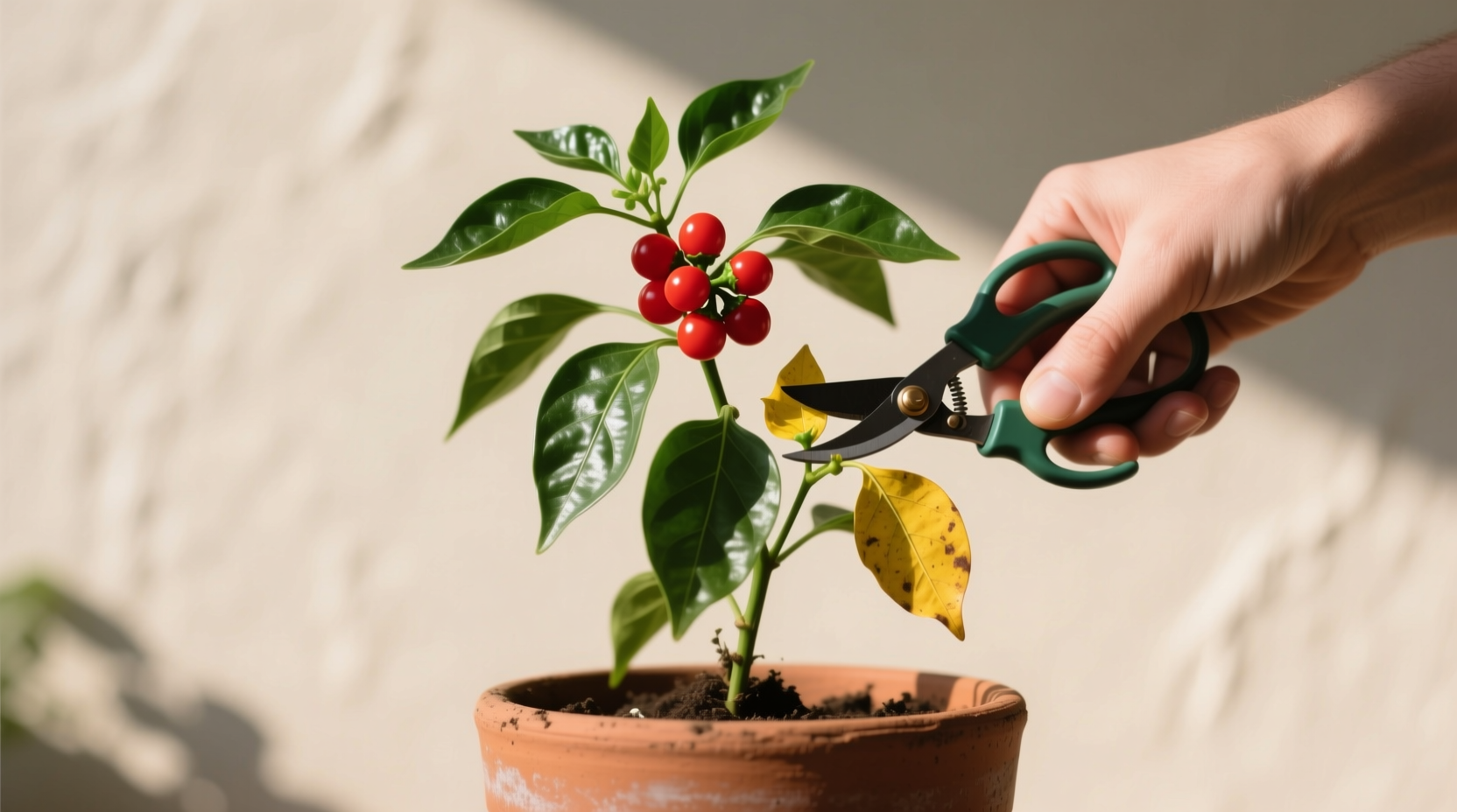 Tabasco Plant Care: Complete Organic Growing Guide for Gardeners