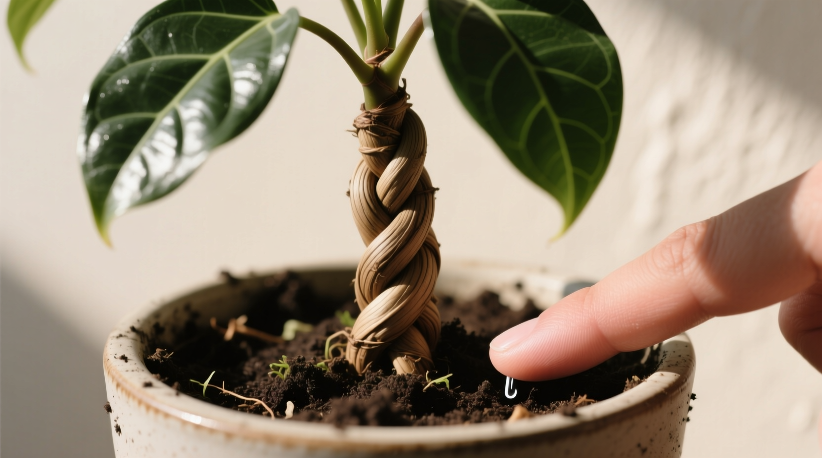 Pachira Braid Plant Care: Why the Braid Hurts & How to Fix It