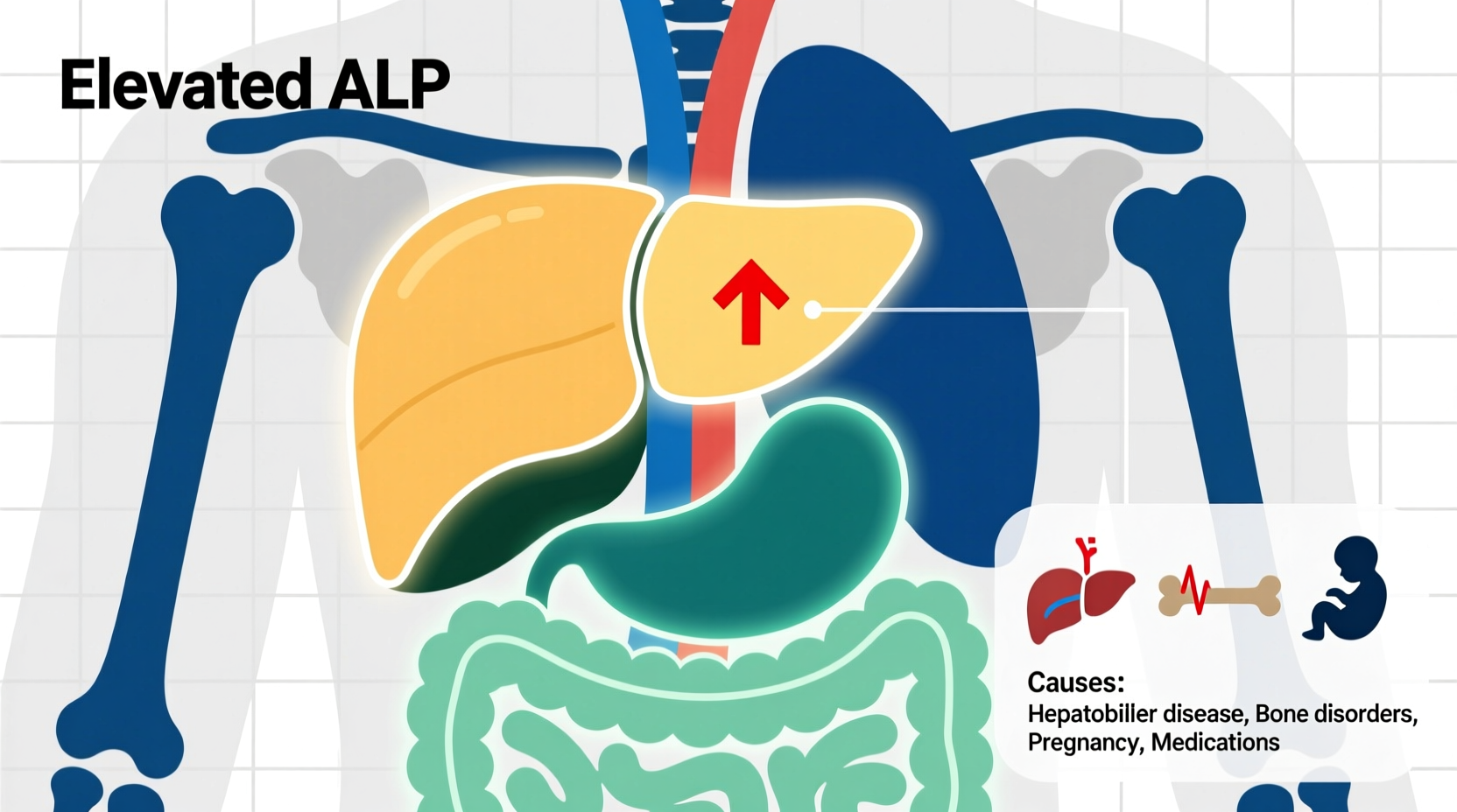 Elevated Alkaline Phosphatase Alp Causes What It Means