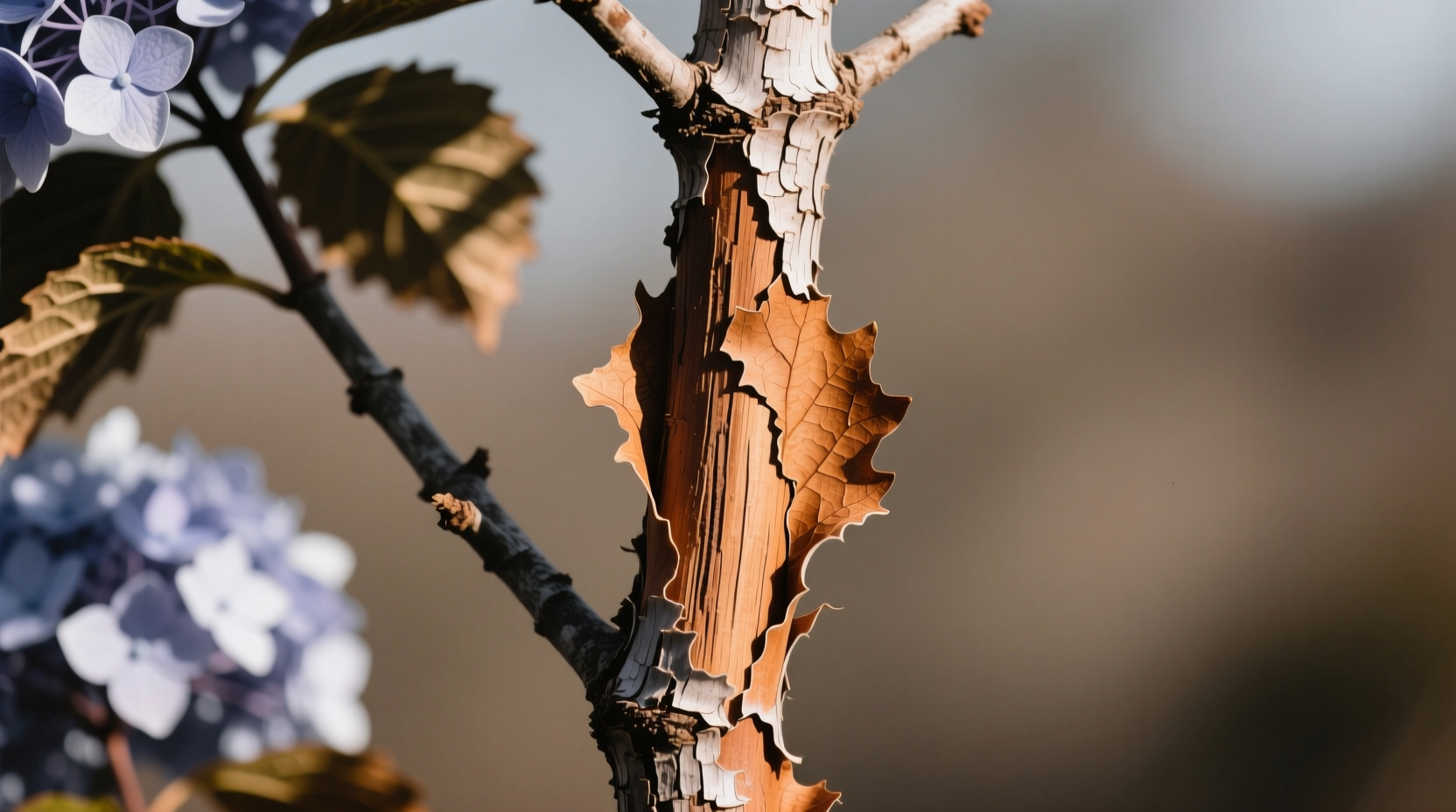 Oakleaf Hydrangeas: Care Guide Beyond Flower Count
