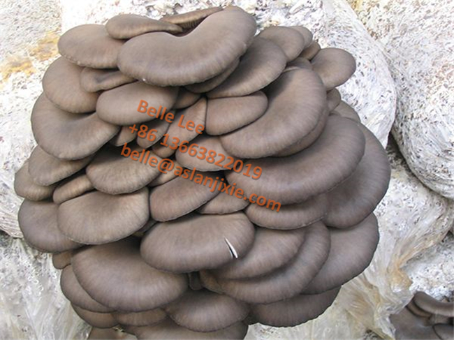 Tự Động Shiitake Compost Đóng Gói Phát Triển Nấm Khô Nấm Túi Đóng Gói ...
