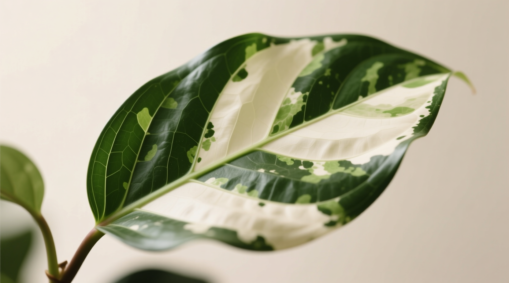 Two Color Leaf Plants: Why Your Variegation Anxiety Is Unfounded