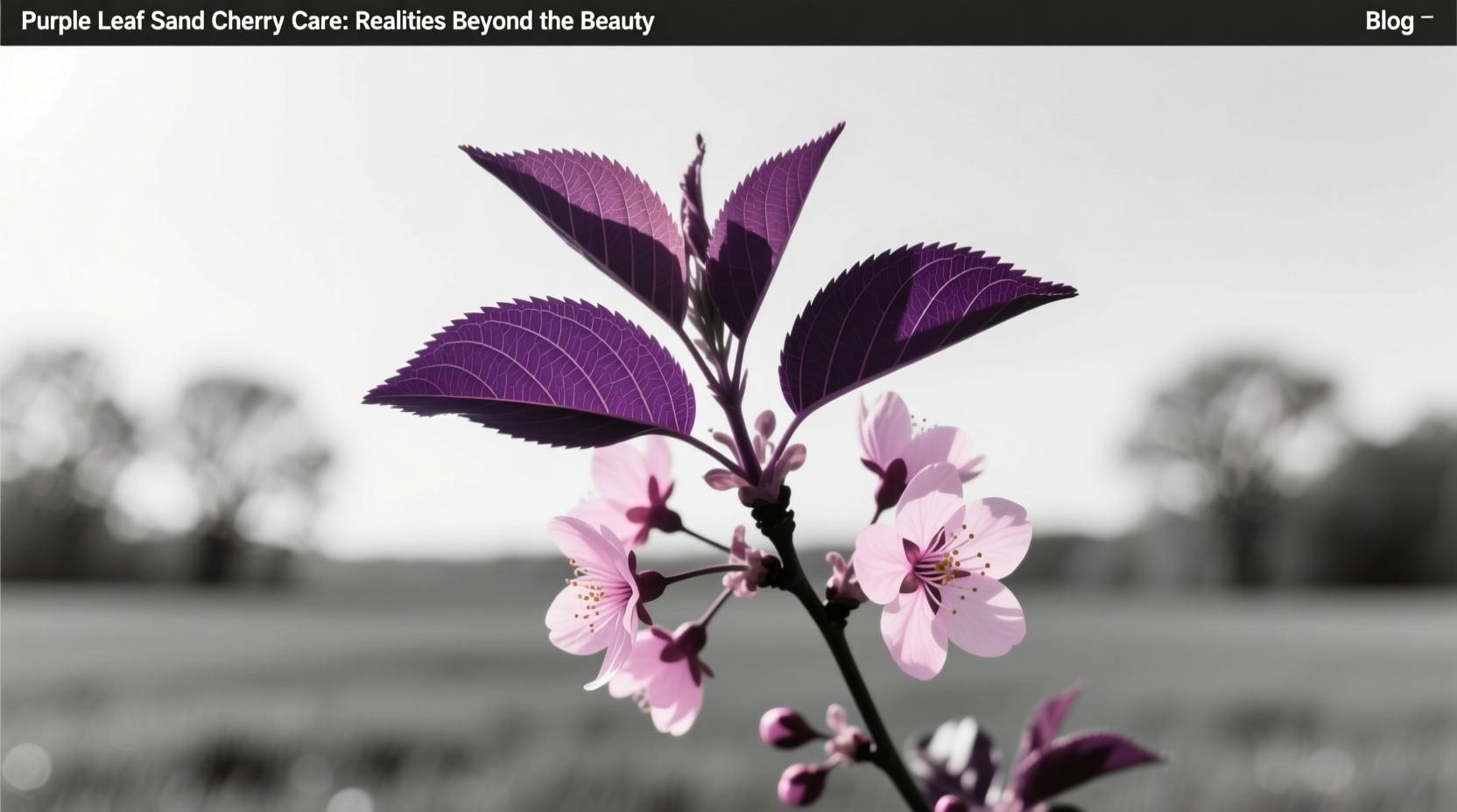 Purple Leaf Sand Cherry Care: Realities Beyond the Beauty