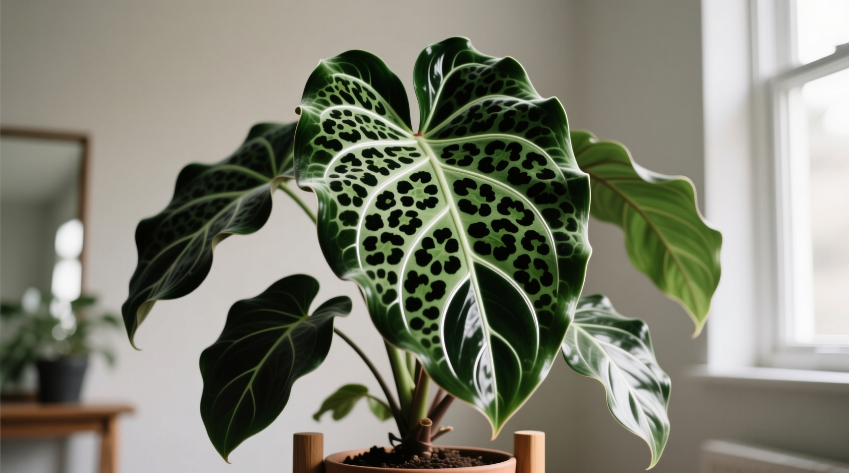 Giant Leopard Plant Care: Essential Growing Guide