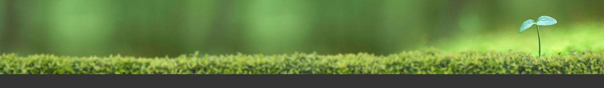 Company Overview - Guangzhou Merlin Trading Co., Ltd.