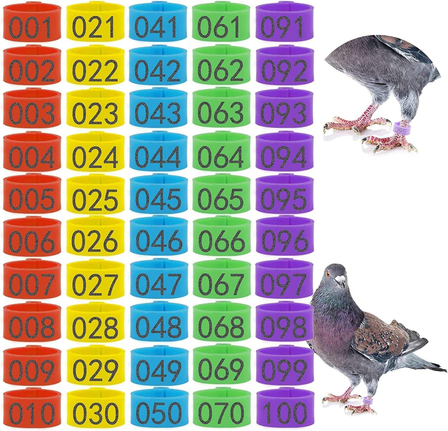 What Birds Eat Walnuts: A Complete Guide