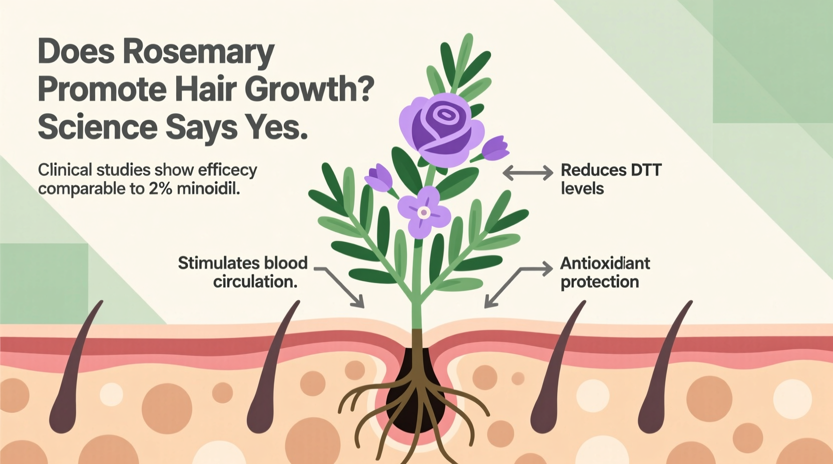 Does Rosemary Promote Hair Growth? Science Says Yes