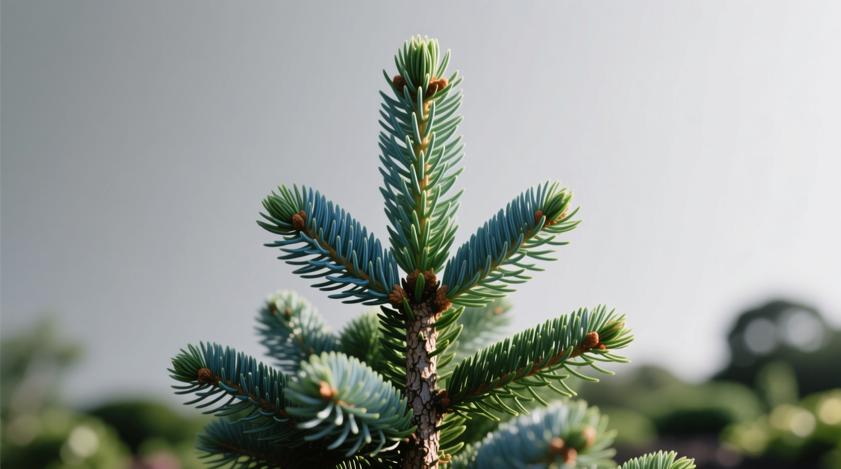 Evergreen Plant Care: Science-Based Guide by Type