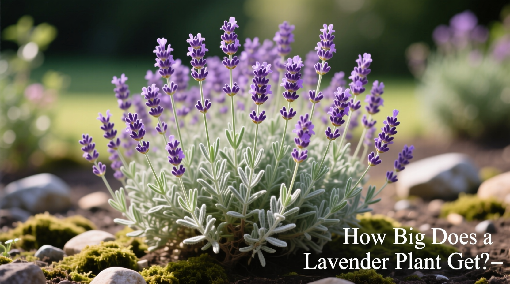 How Big Does a Lavender Plant Get?