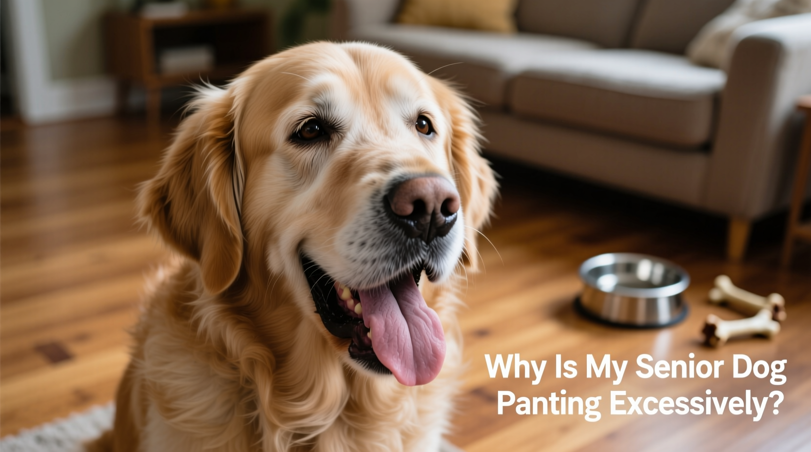 Dog Panting Excessively Reasons For Senior Dog Panting