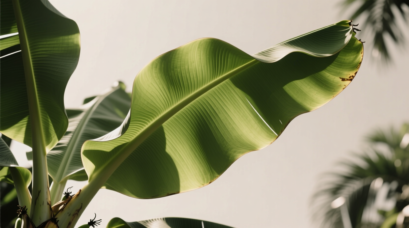 Banana Leaf Plant Care: Climate-Smart Harvesting Guide