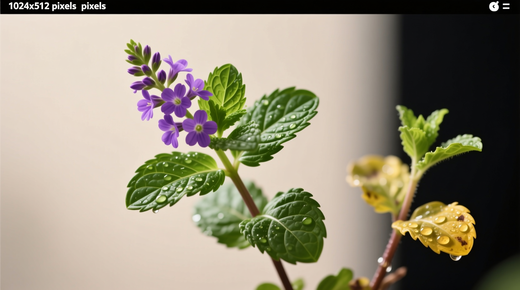 Mint with Purple Flowers: Safety, Care & Flavor Truths