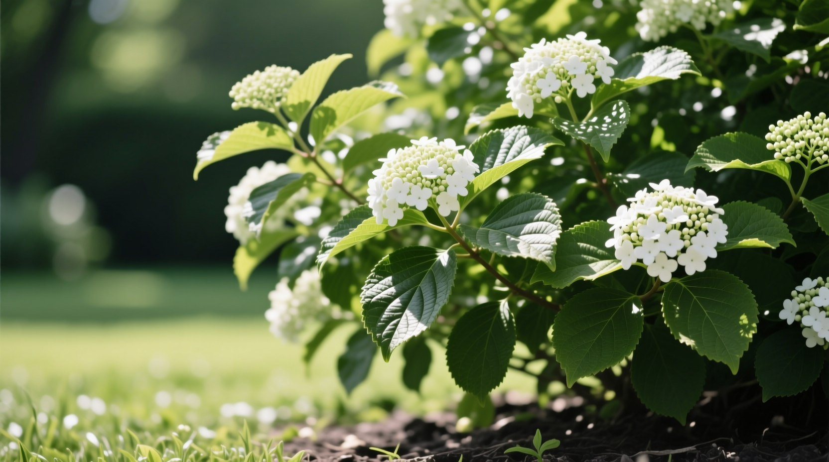 Viburnum vs Hydrangea: Size, Sun & Bloom Truths Revealed