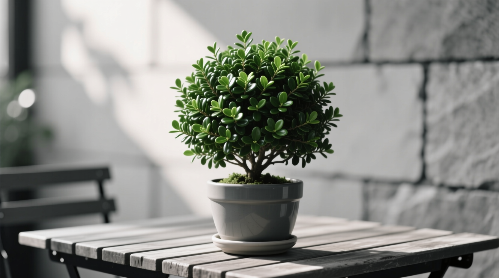 Little Missy Boxwood: Small Space Gardening Without the Hassle