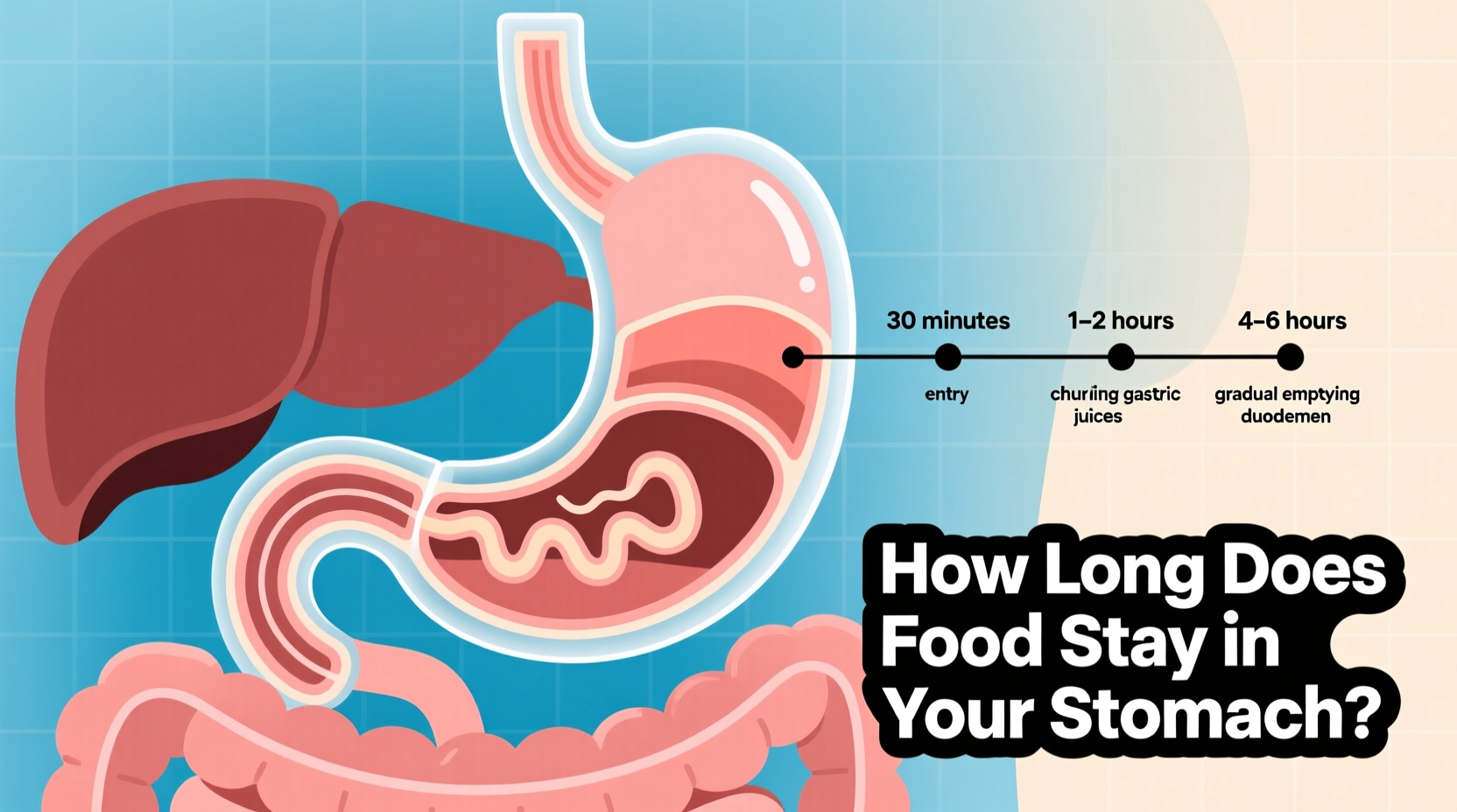 How Long Food Stays in Stomach: Science-Backed Timelines