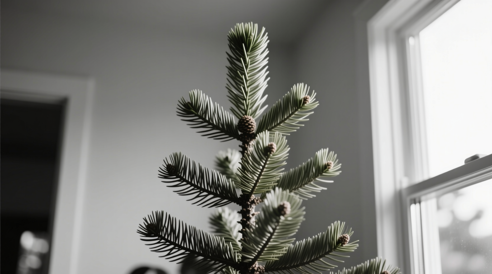Norfolk Pine Indoor Care: Truths vs Myths for Healthy Growth