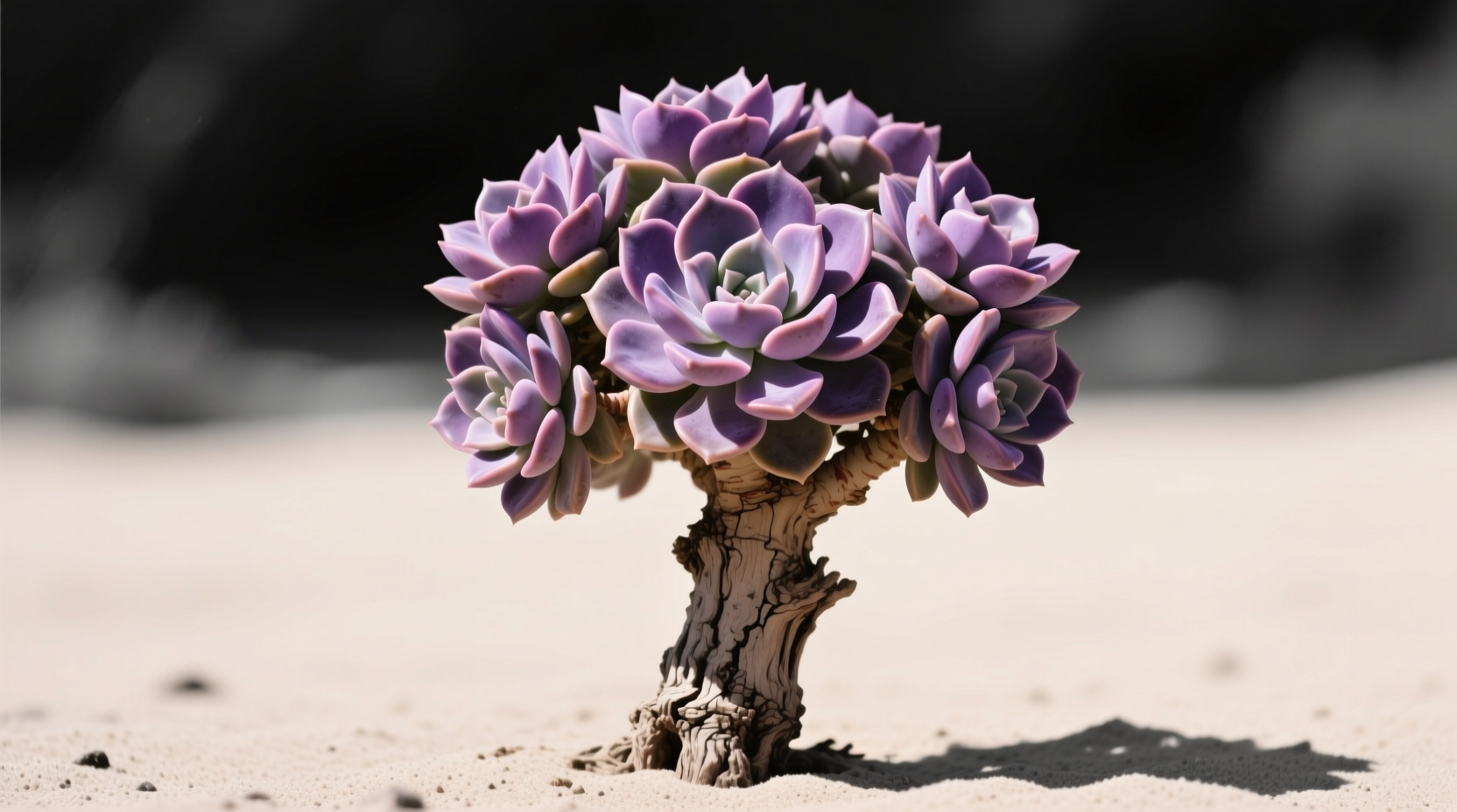 Succulent Trees: Natural Lignification vs Etiolation Guide