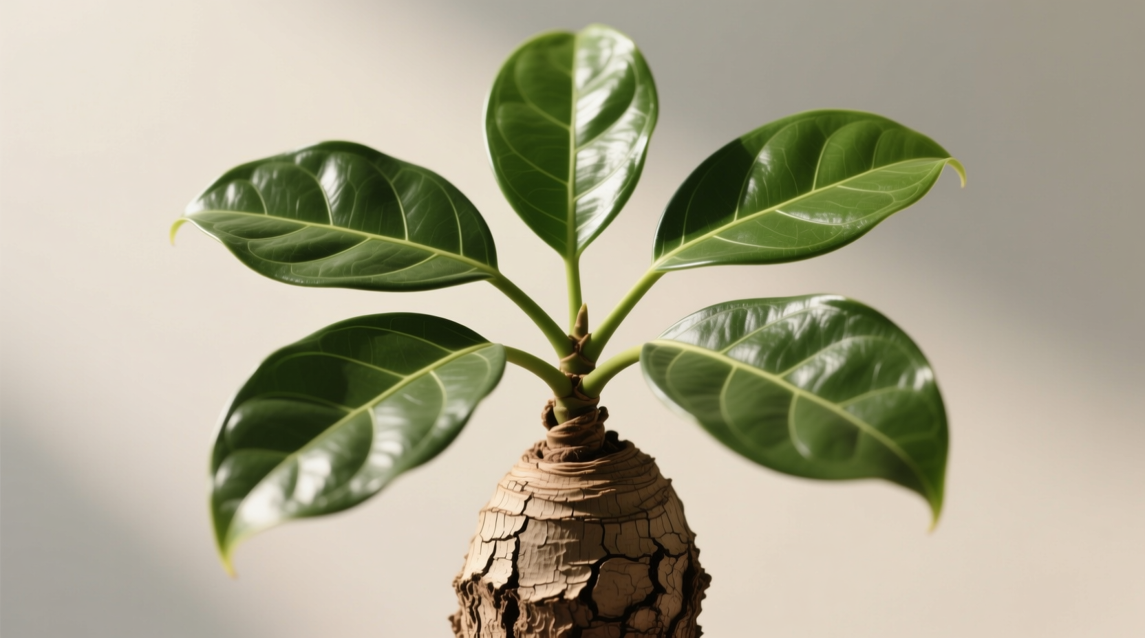 Pachira Braid Plant Care: Why the Braid Hurts & How to Fix It