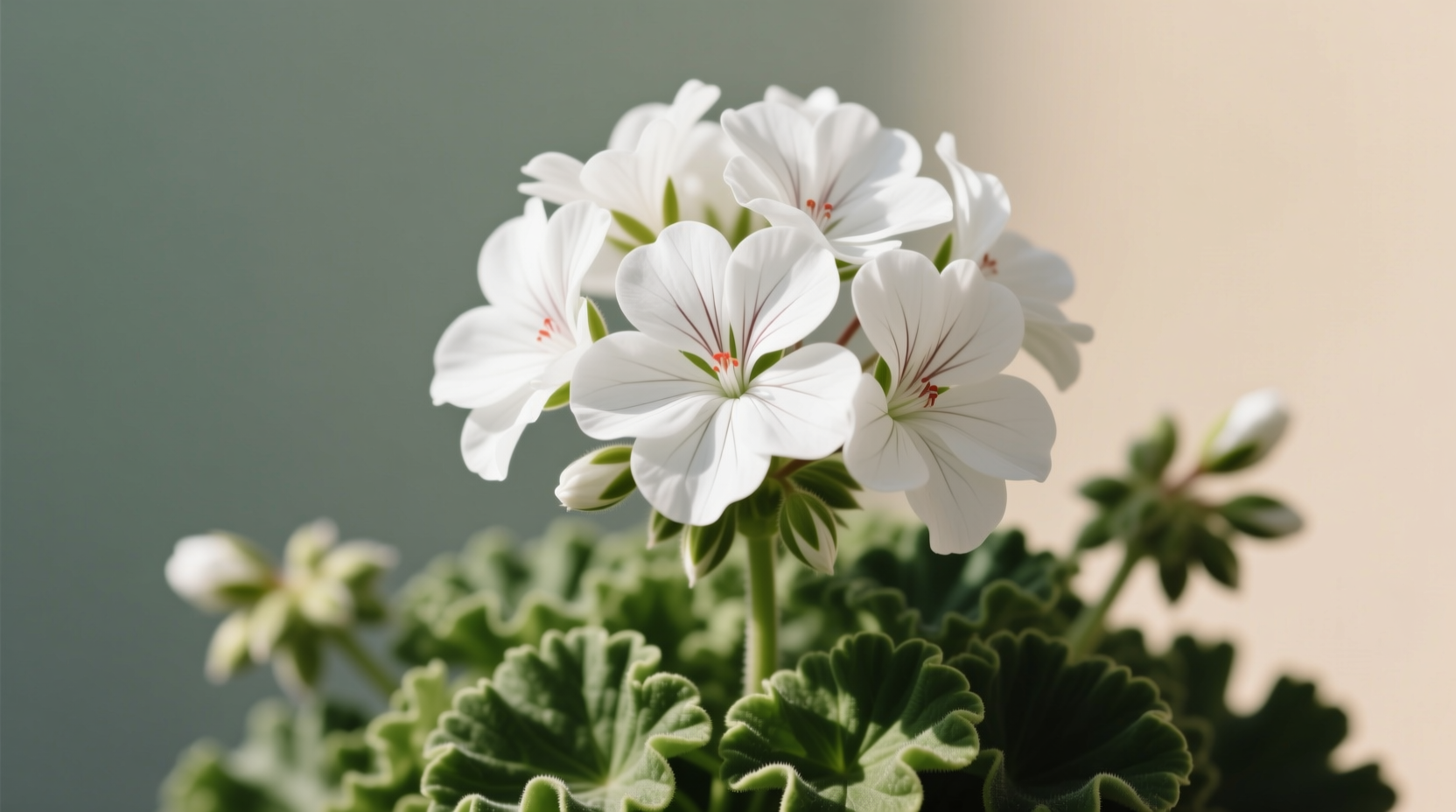 White Geraniums Care: Truths Beyond the Repellent Myth